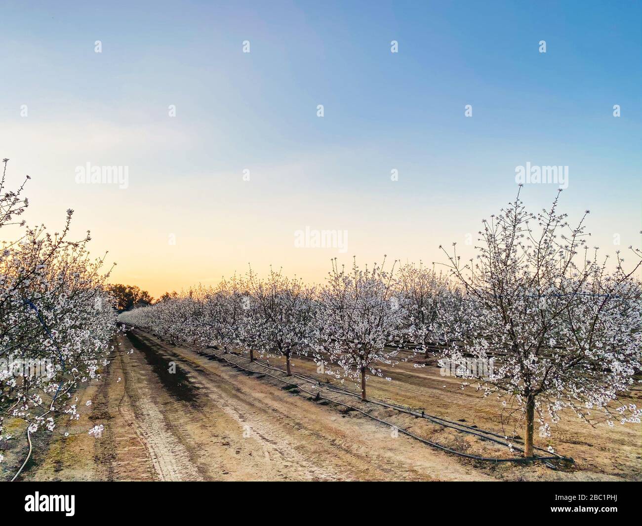 White apricot flower blossoms at sunset on Blossom Trail in Central ...
