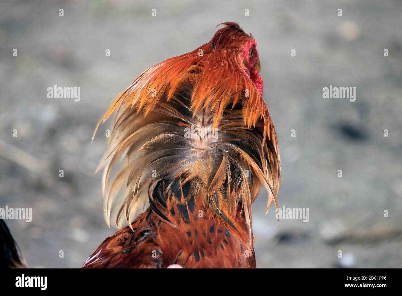 Portrait of a hen. Back head of chicken Stock Photo - Alamy