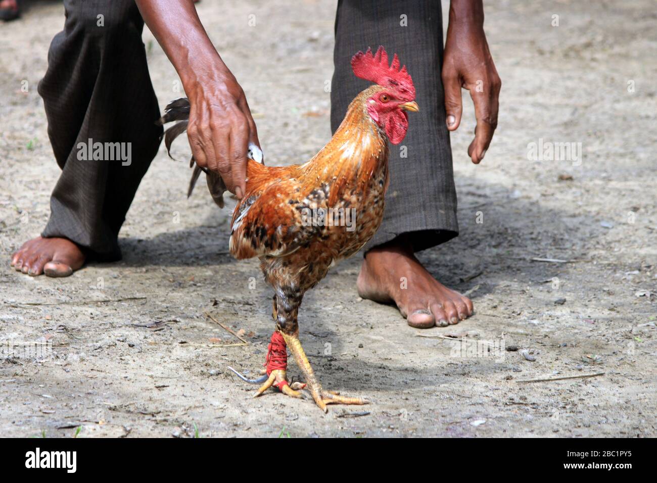 Preparation of traditional cockfighting competition in India. Fighter ...