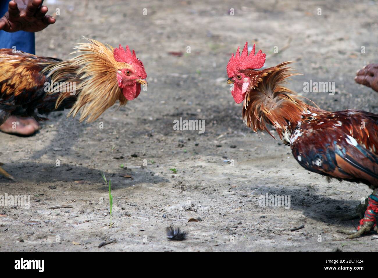 Rooster flapping wings hi-res stock photography and images - Alamy