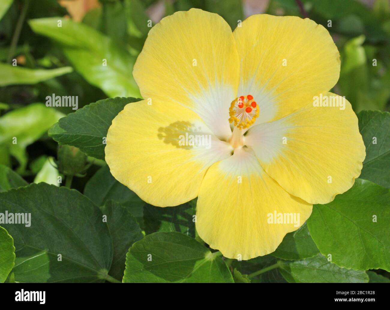 Yellow hibiscus flower hawaii hi-res stock photography and images - Alamy