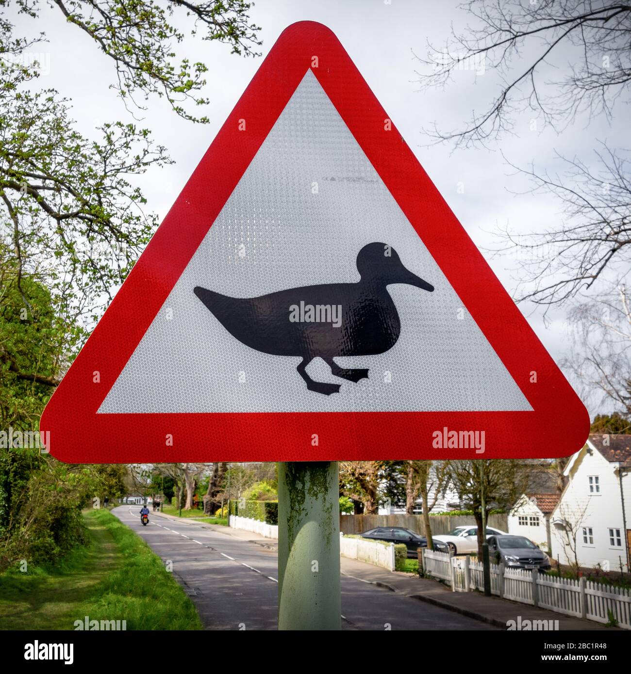 Duck crossing sign in Chislehurst south London Stock Photo - Alamy