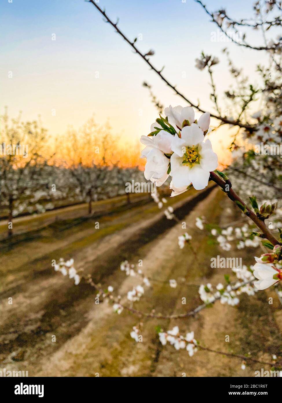 White apricot flower blossoms at sunset on Blossom Trail in Central ...