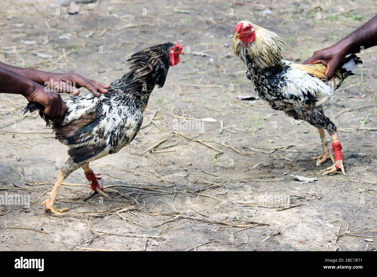 Rooster flapping wings hi-res stock photography and images - Alamy
