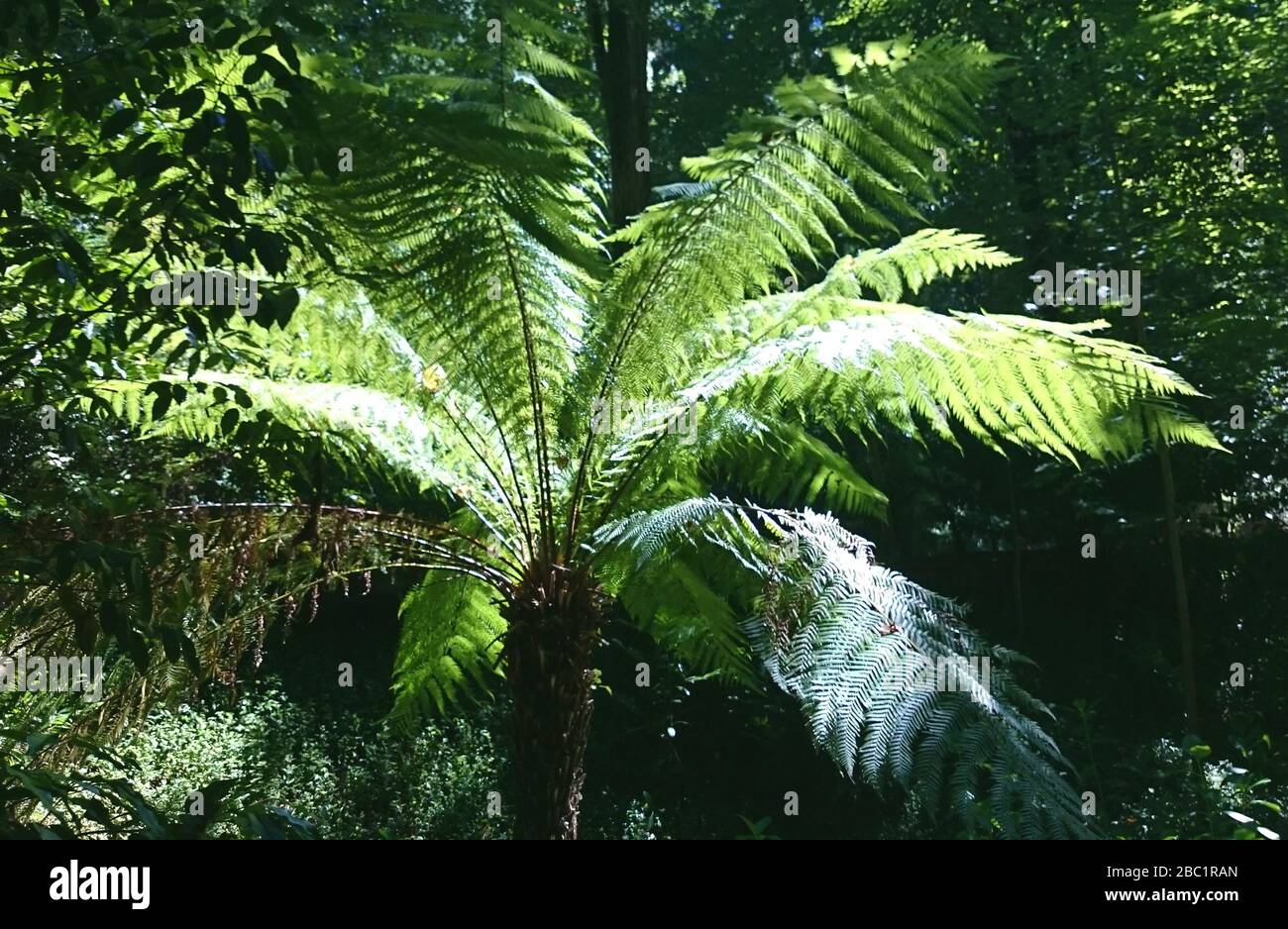 Tree fetus in Bussaco park, Portugal Stock Photo - Alamy