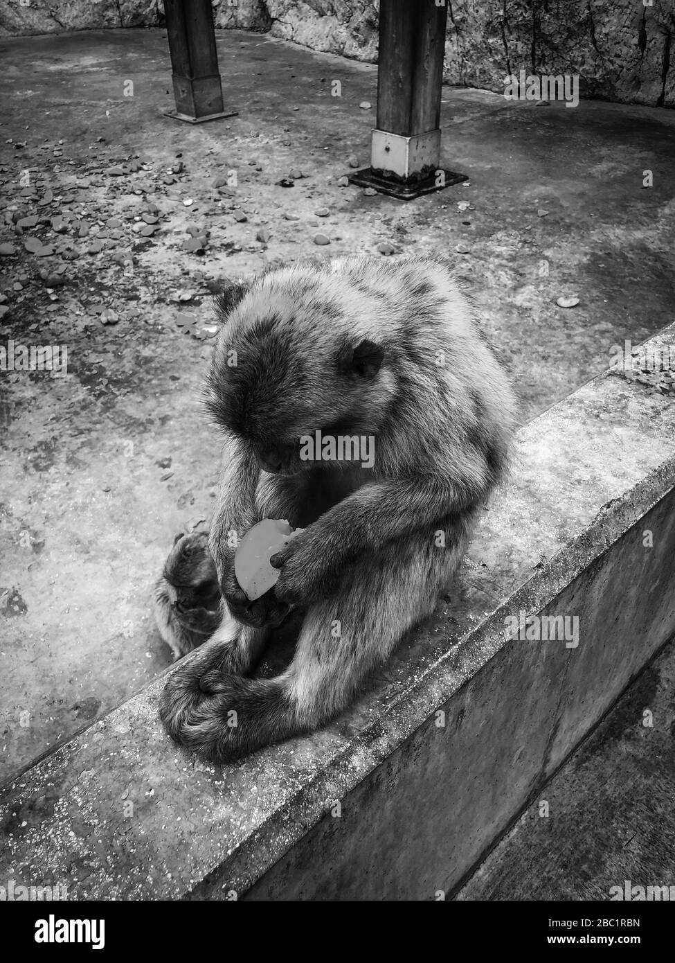 Macaque monkeys Black and White Stock Photos & Images - Alamy