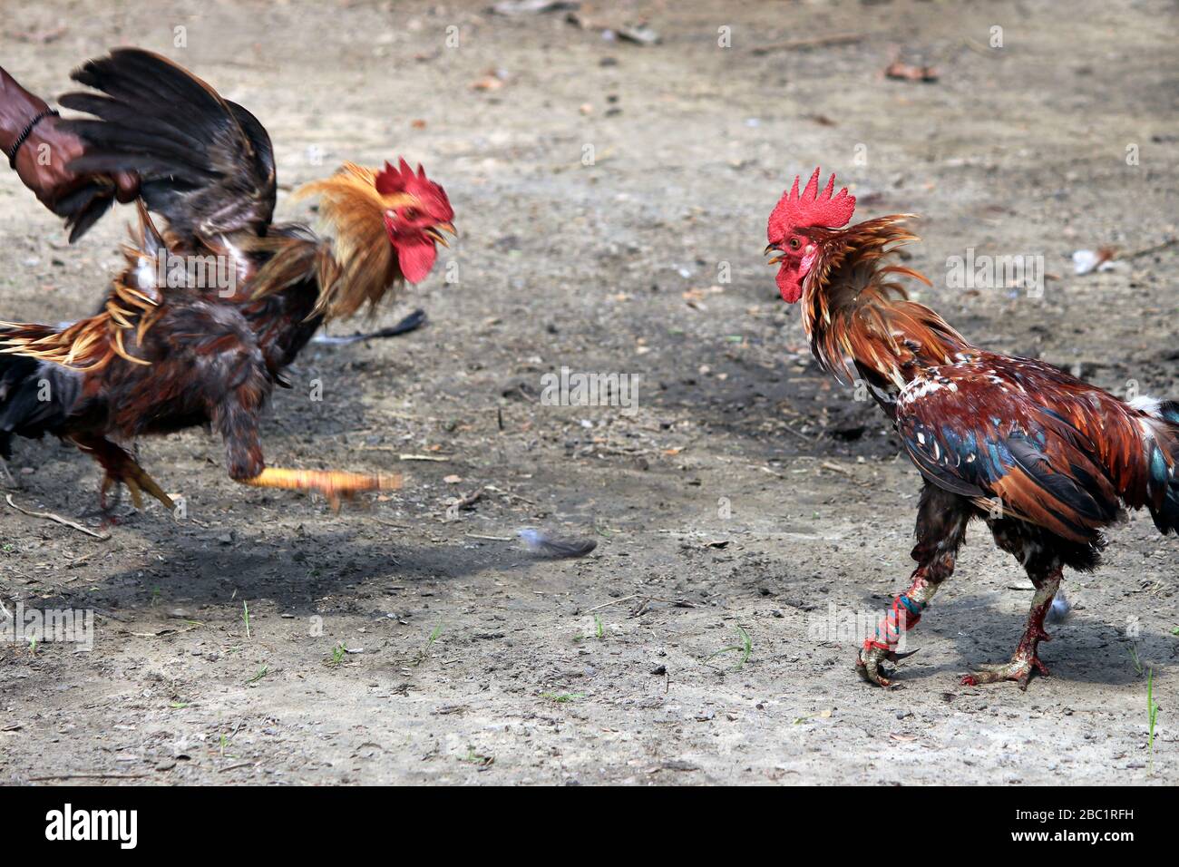Rooster flapping wings hi-res stock photography and images - Alamy