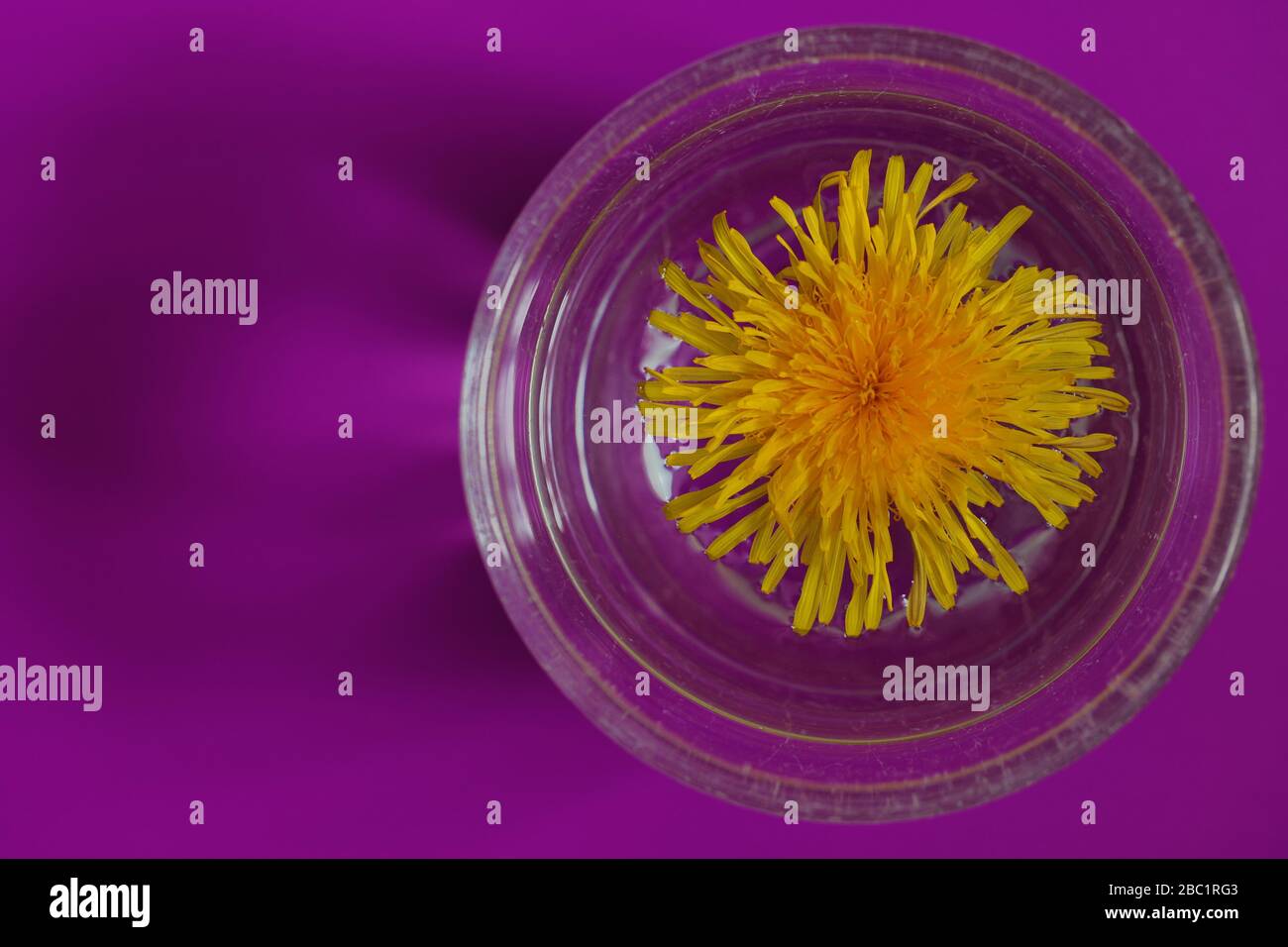 Dandelion flower seen from above floating in a glass filled with water ...