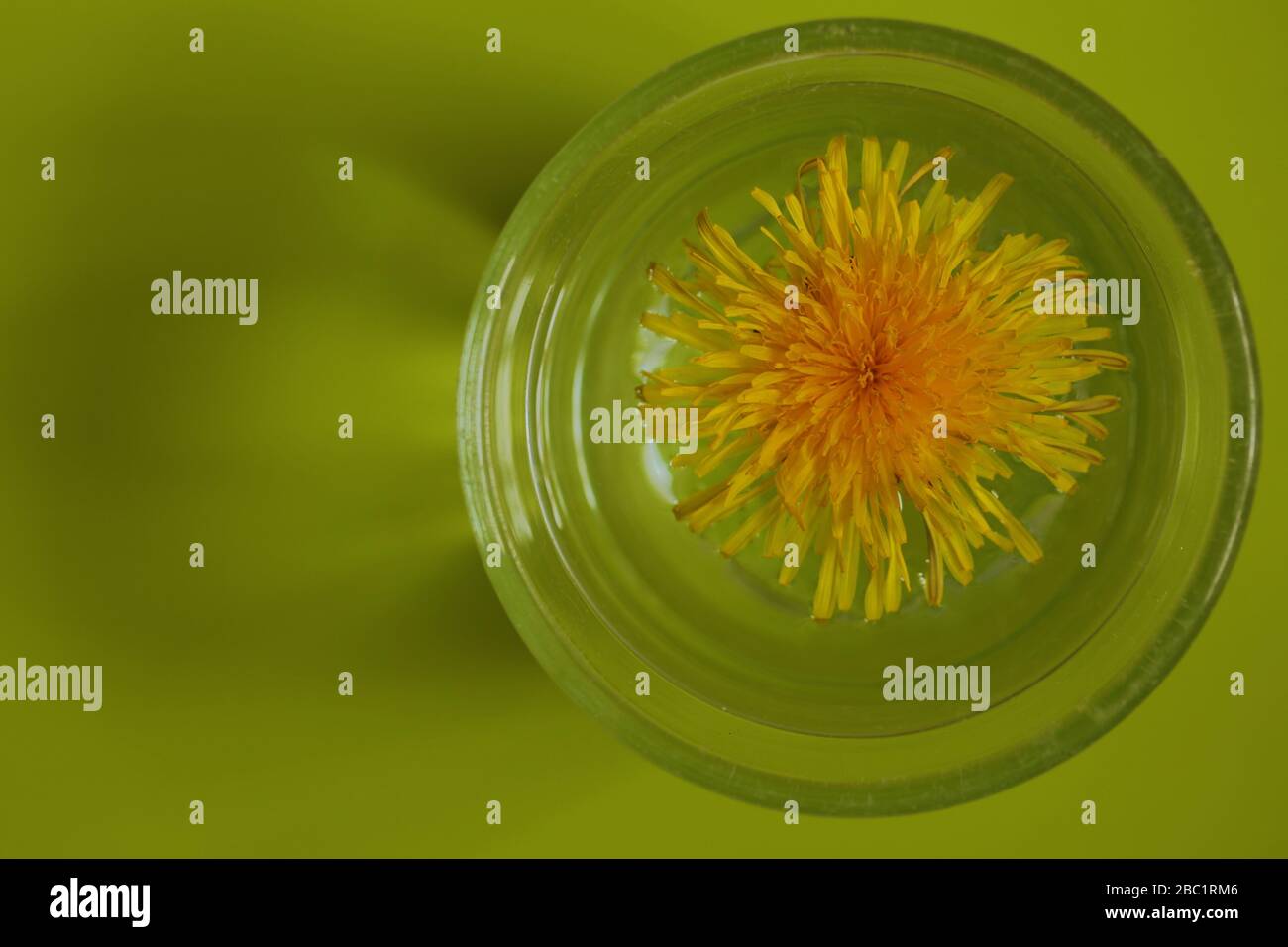 Dandelion flower seen from above floating in a glass filled with water ...
