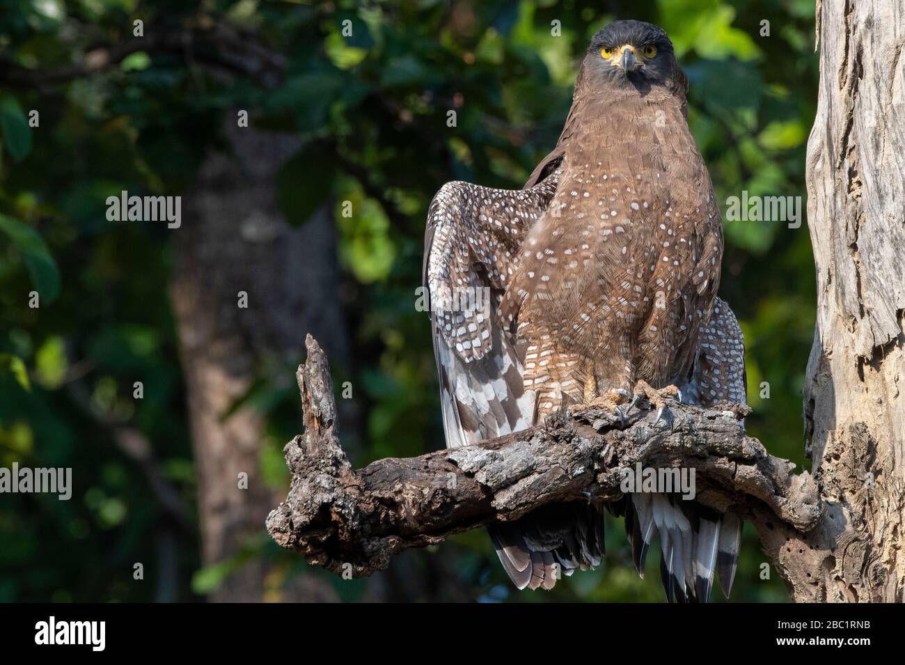 Eagle in indian forest hi-res stock photography and images - Alamy