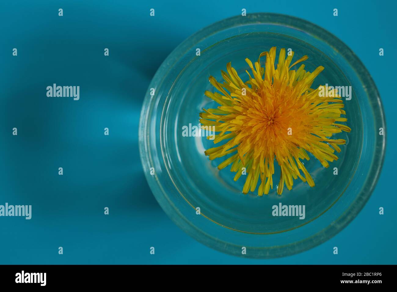 Dandelion flower seen from above floating in a glass filled with water ...