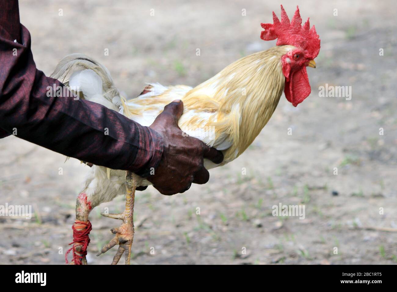 Preparation of traditional cockfighting competition in India. Fighter ...