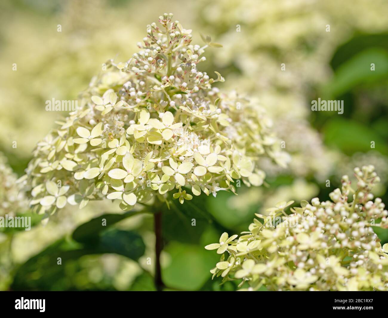 Botany hydrangeaceae hydrangea hi-res stock photography and images - Alamy