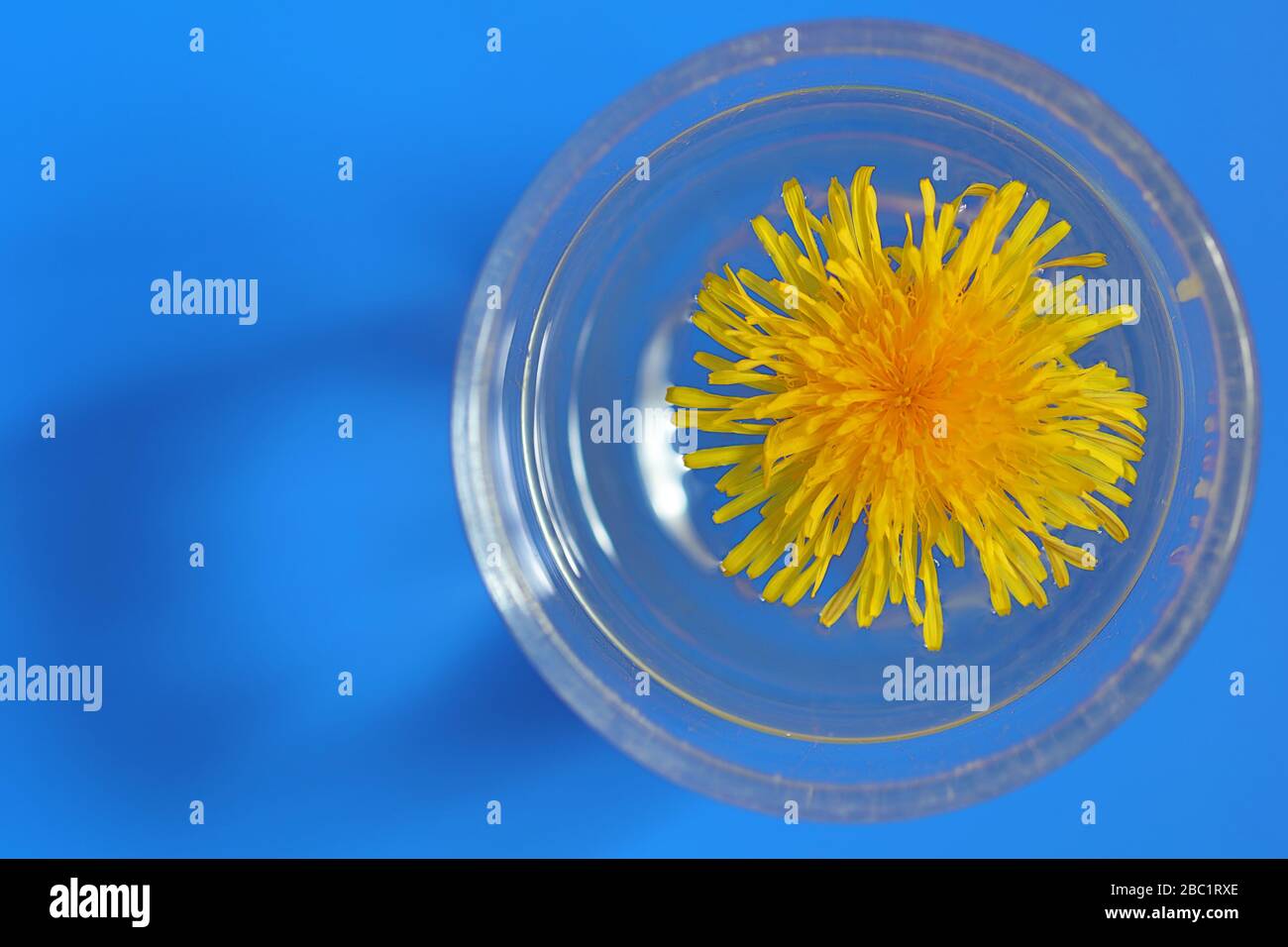 Dandelion flower seen from above floating in a glass filled with water ...