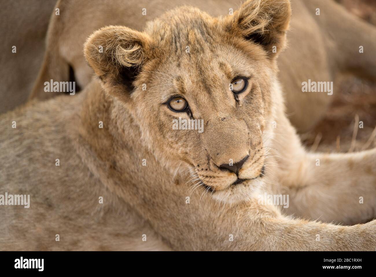 Portrait of a young lioness hi-res stock photography and images - Alamy