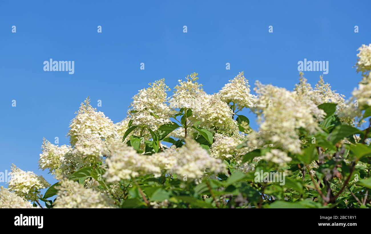 Flowering hydrangeas hi-res stock photography and images - Alamy