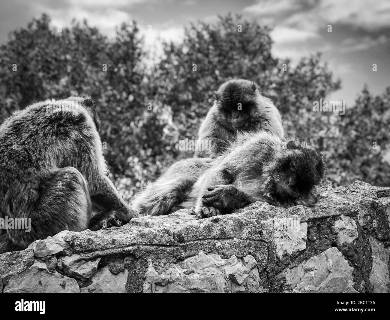 Macaque monkeys Black and White Stock Photos & Images - Alamy