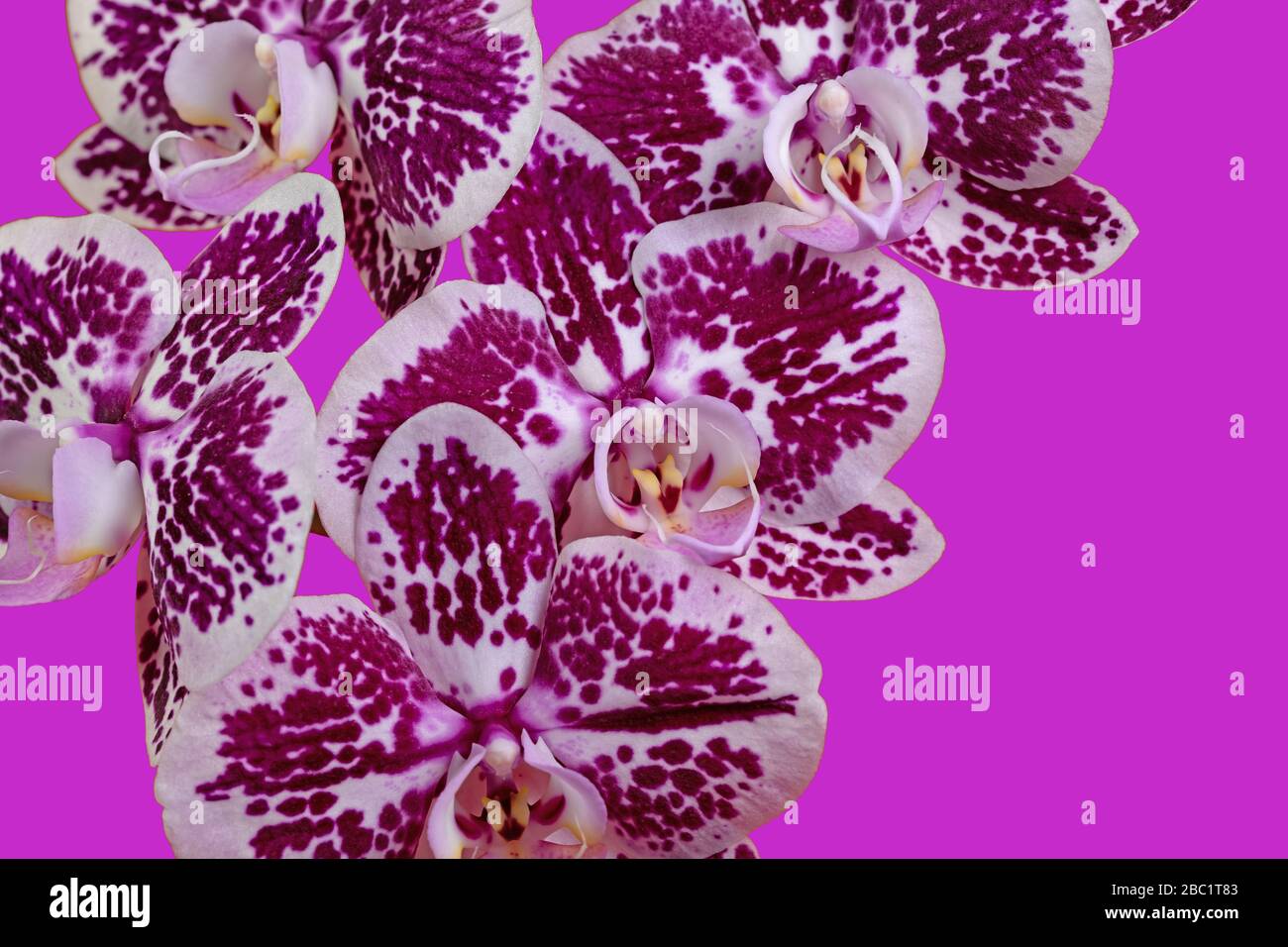 Violet orchids flower hi-res stock photography and images - Alamy