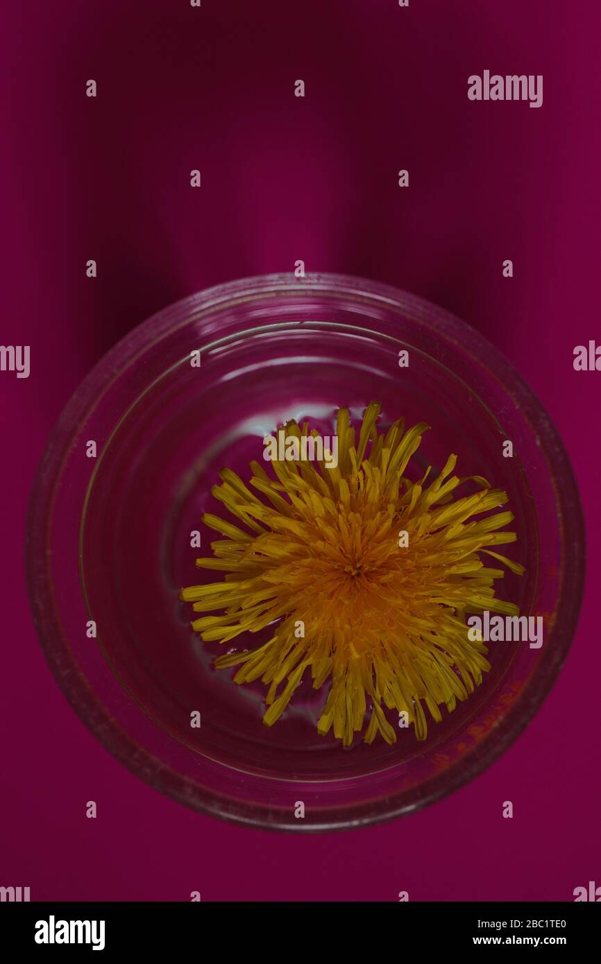 Dandelion flower seen from above floating in a glass filled with water ...