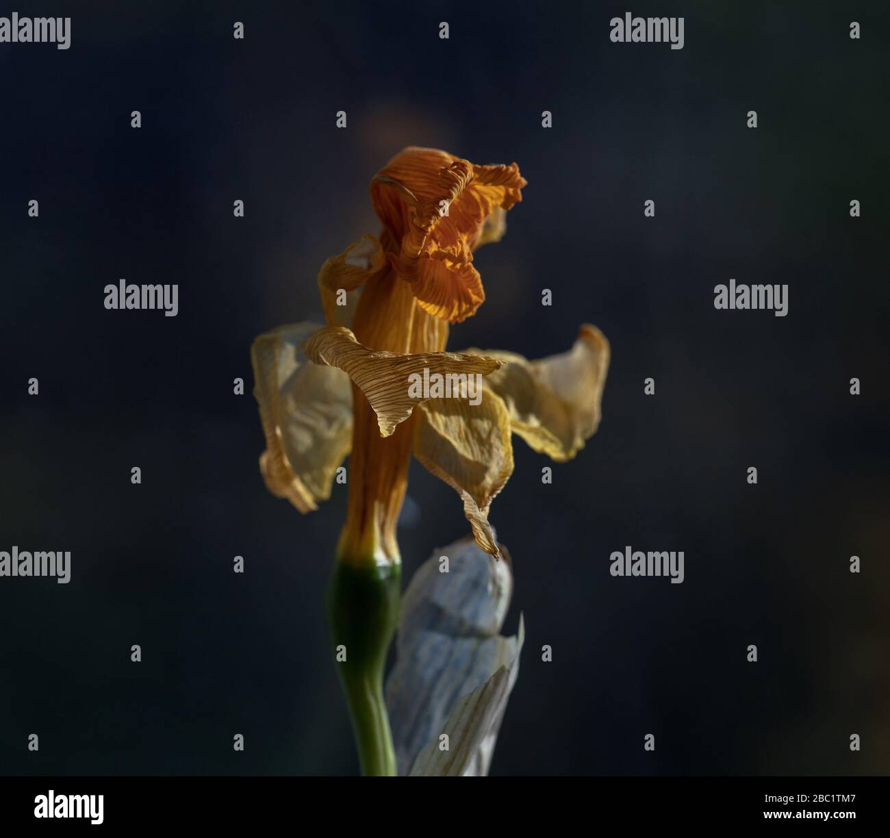 Withering daffodil seen against a colorful background Stock Photo - Alamy