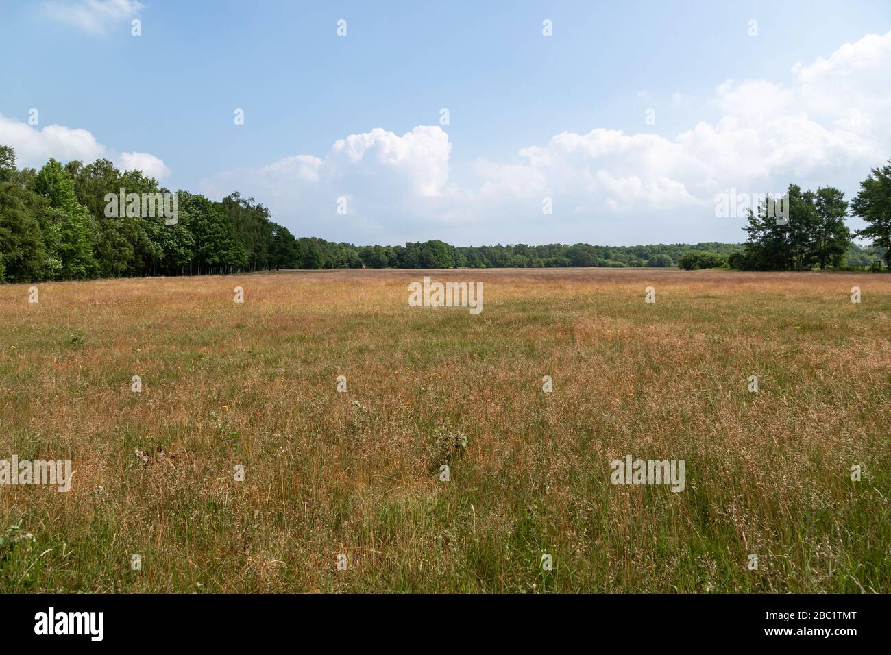 Heath close to Ulvshale, Moen, Zealand, Denmark Stock Photo - Alamy