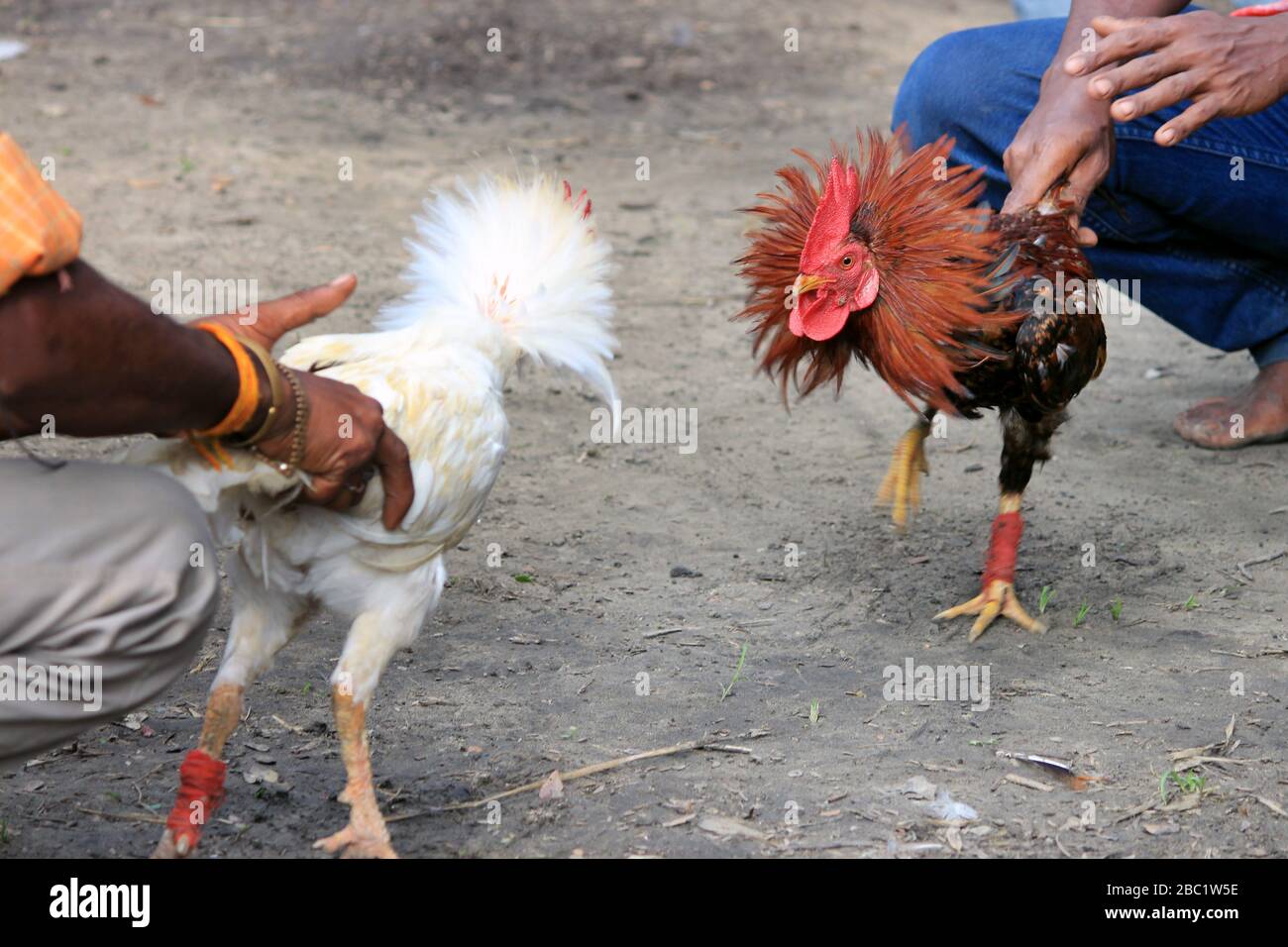 Rooster flapping wings hi-res stock photography and images - Alamy