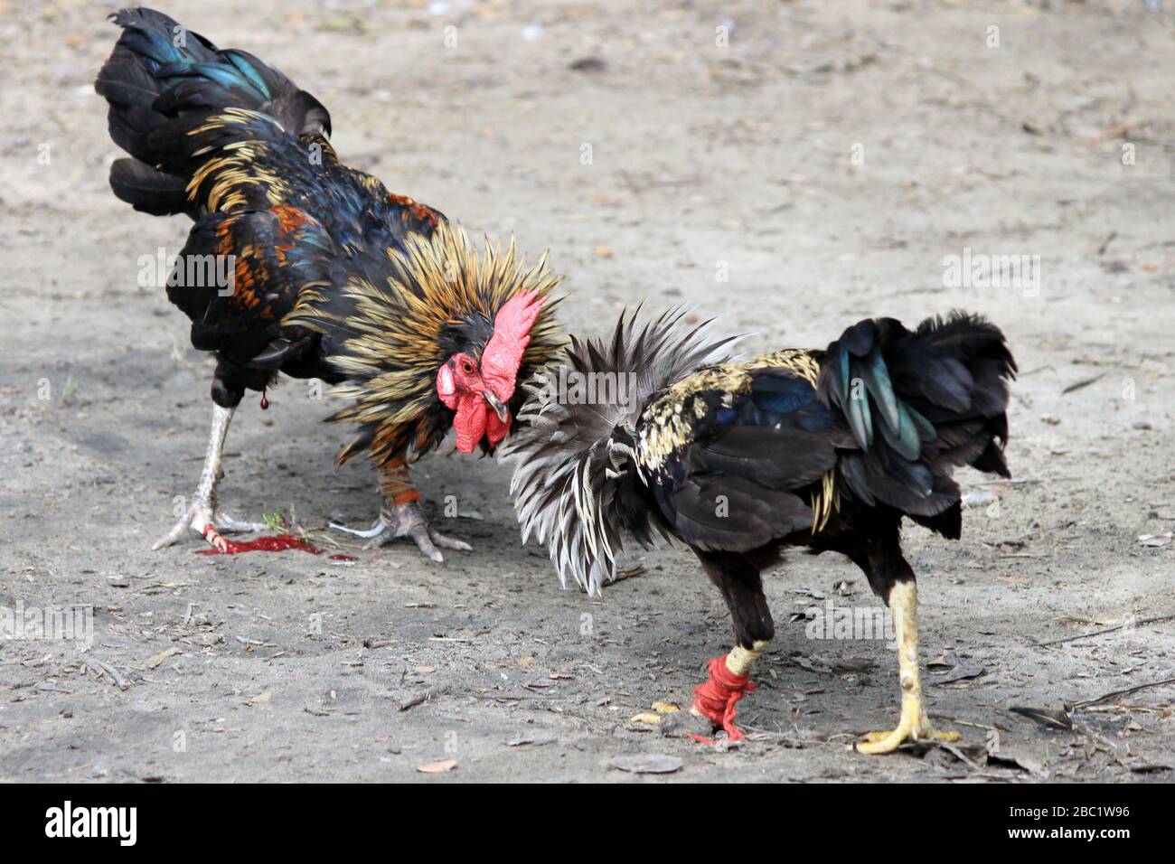 Rooster flapping wings hi-res stock photography and images - Alamy