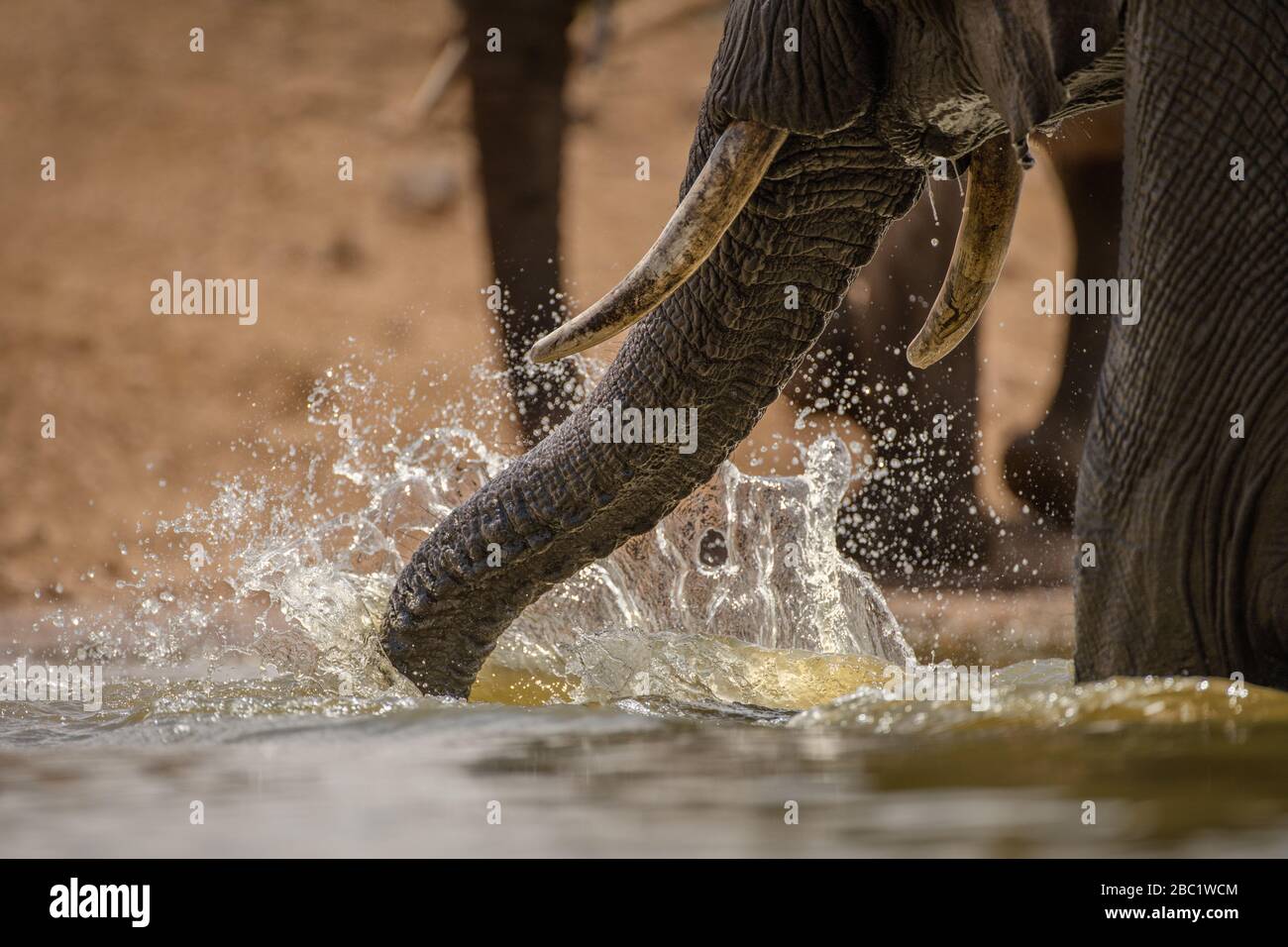 A dramatic action close up of an elephant splashing water with its ...