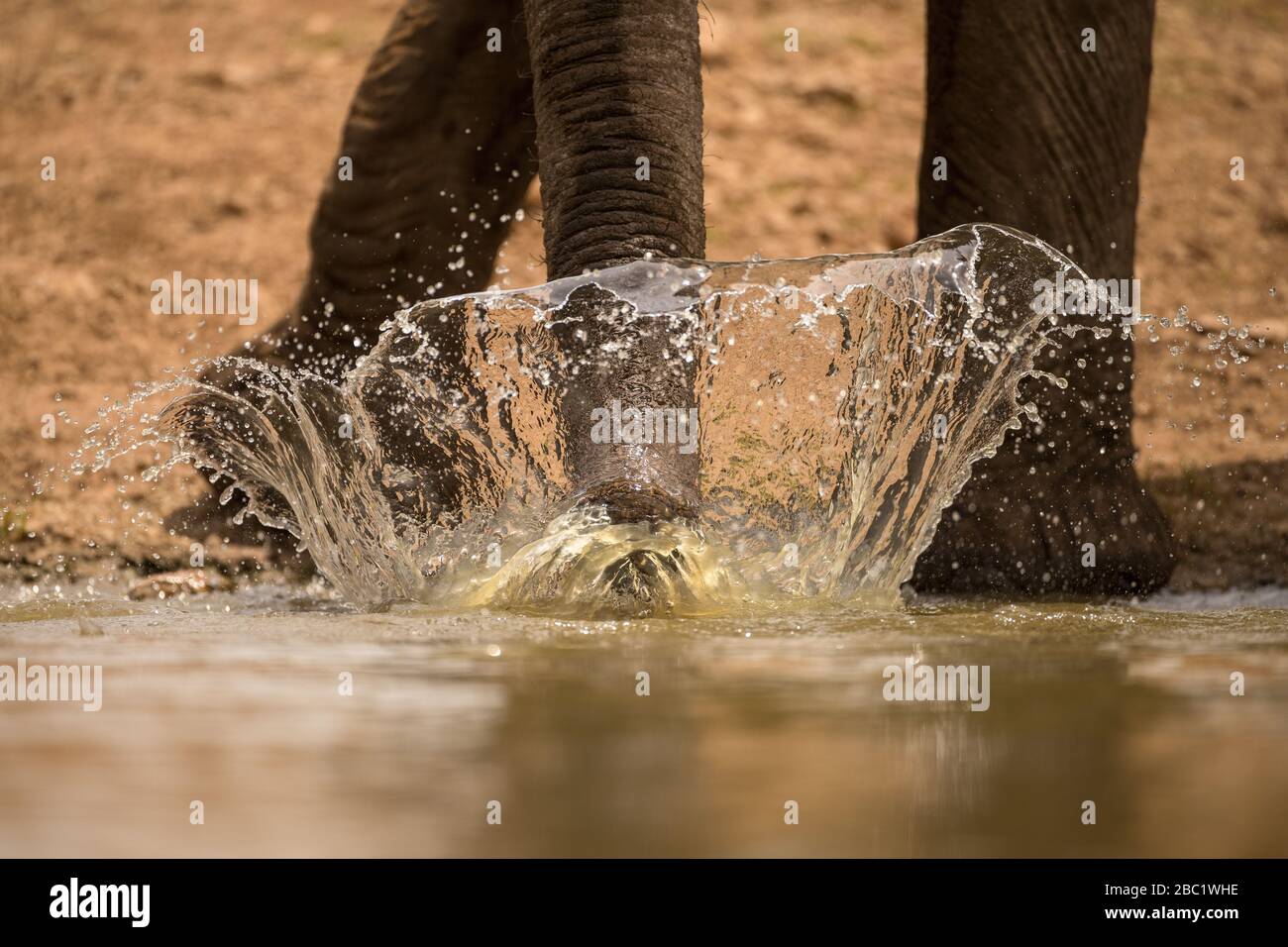 A dramatic action close up of an elephant splashing water with its ...