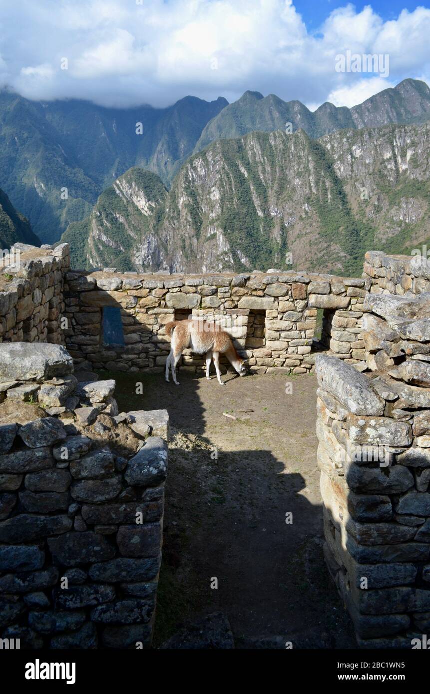Inca archaeological park of Machu Picchu, Peru Stock Photo - Alamy