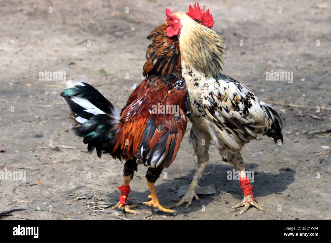 Rooster flapping wings hi-res stock photography and images - Alamy