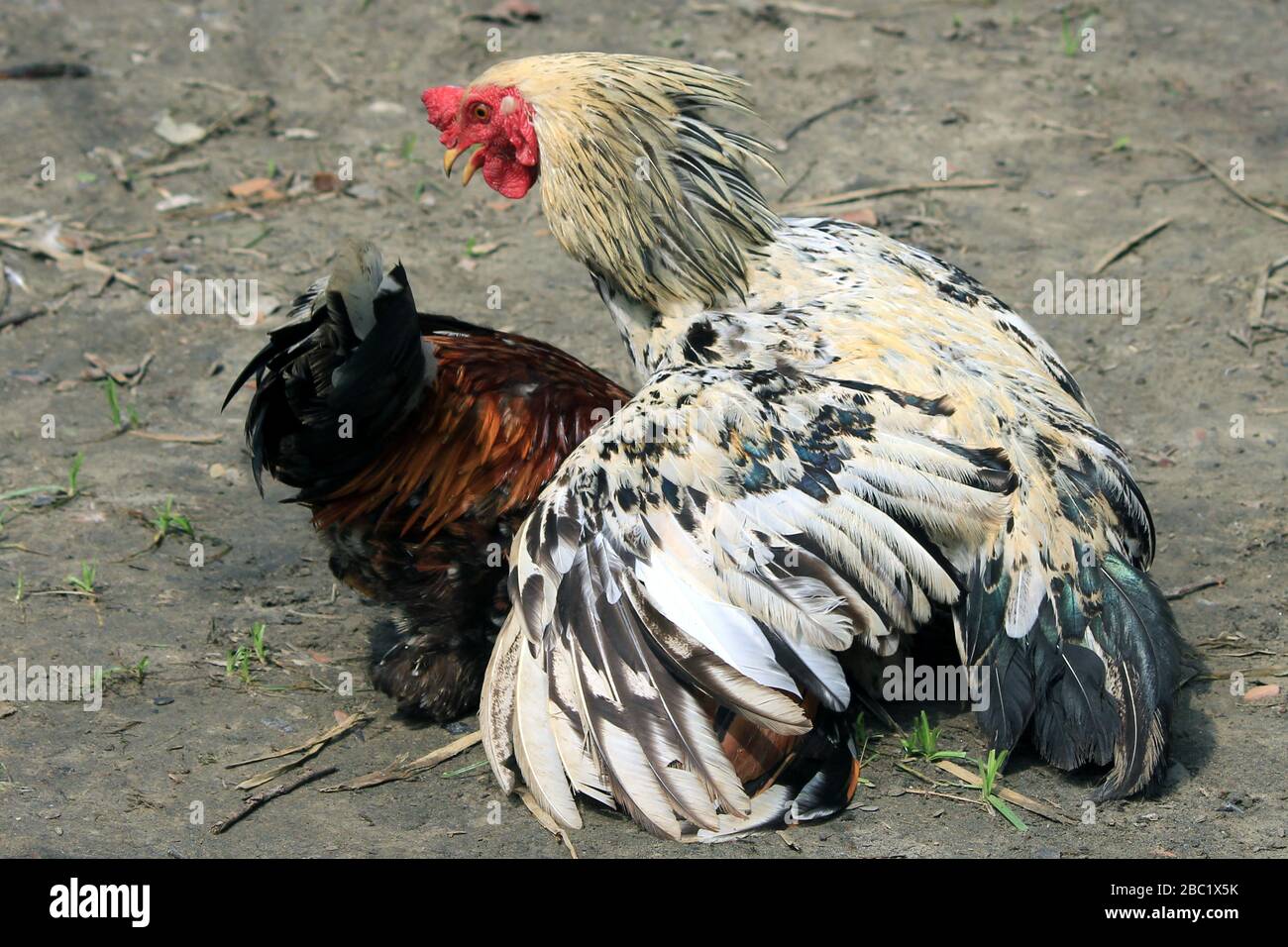 Rooster flapping wings hi-res stock photography and images - Alamy