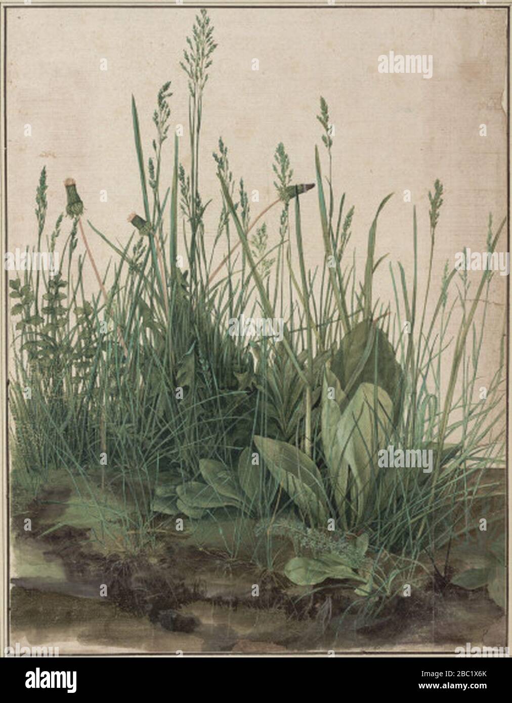 Touffe hi-res stock photography and images - Alamy