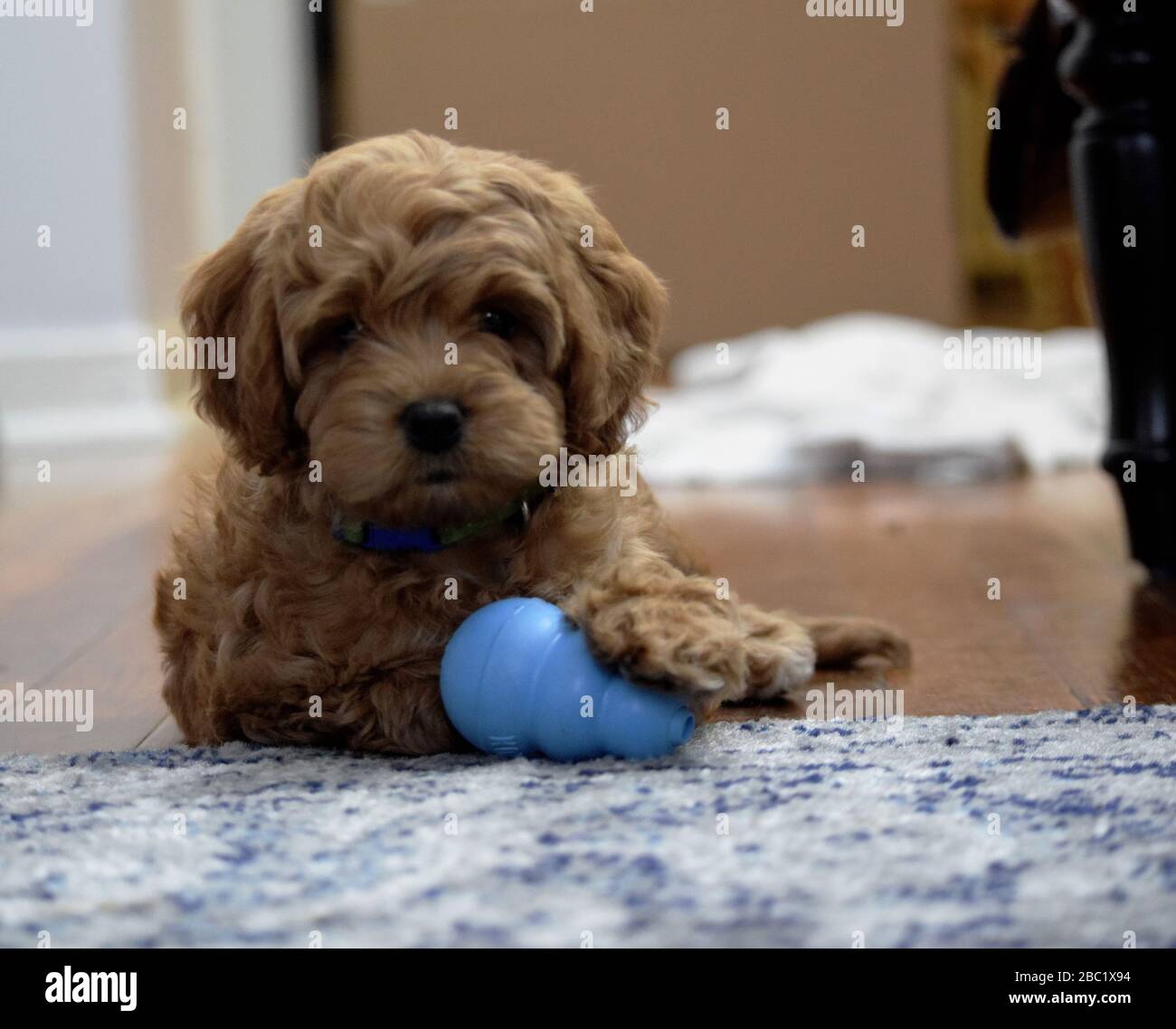 Close up toy poodle puppy hi-res stock photography and images - Alamy