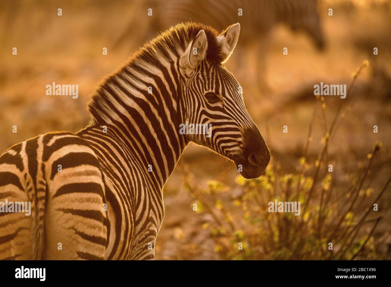 A beautiful portrait of a zebra at sunrise, looking towards the camera ...