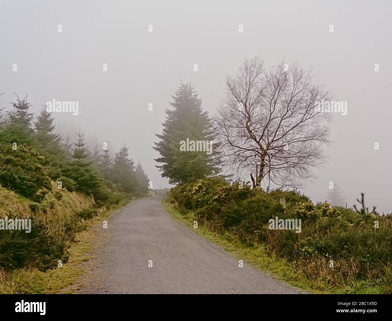 Hiking trail through a coniferous forest and gorse shrubs in foggy ...