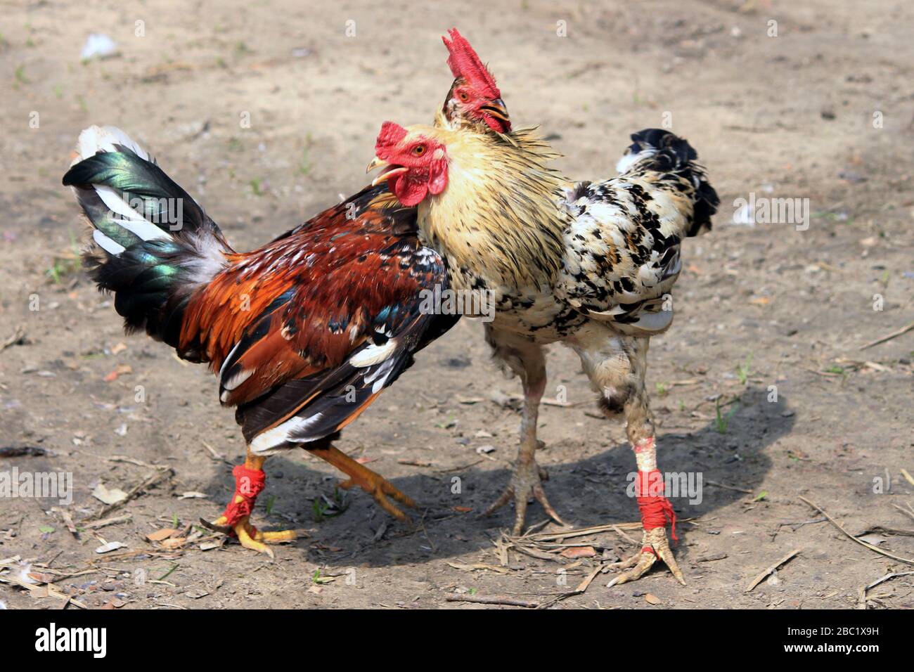 Rooster flapping wings hi-res stock photography and images - Alamy