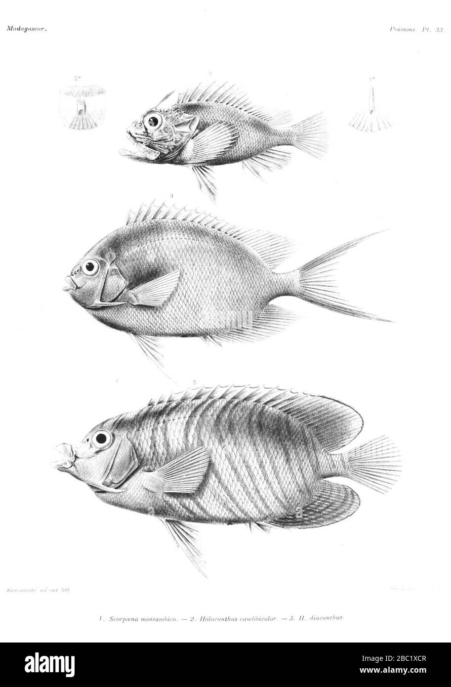 0077 Cut Out Stock Images & Pictures - Alamy