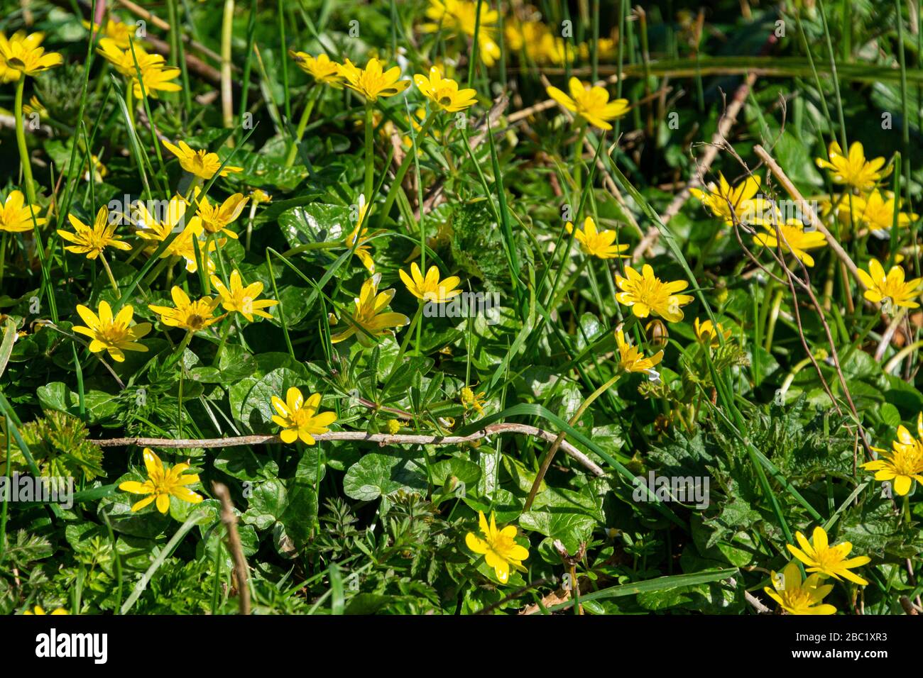 The flowers of lesser celandine (Ficaria verna Stock Photo - Alamy