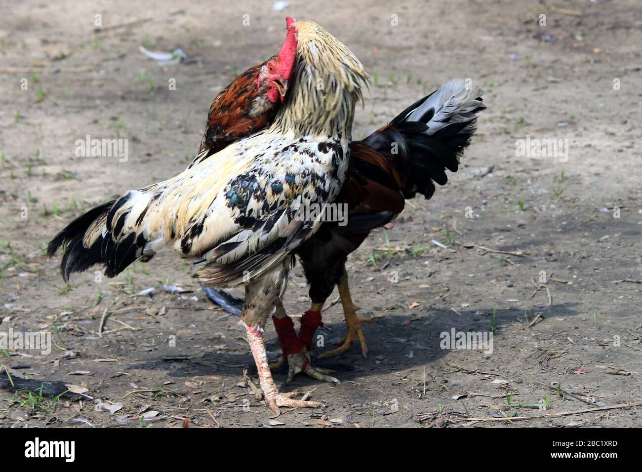 Rooster flapping wings hi-res stock photography and images - Alamy