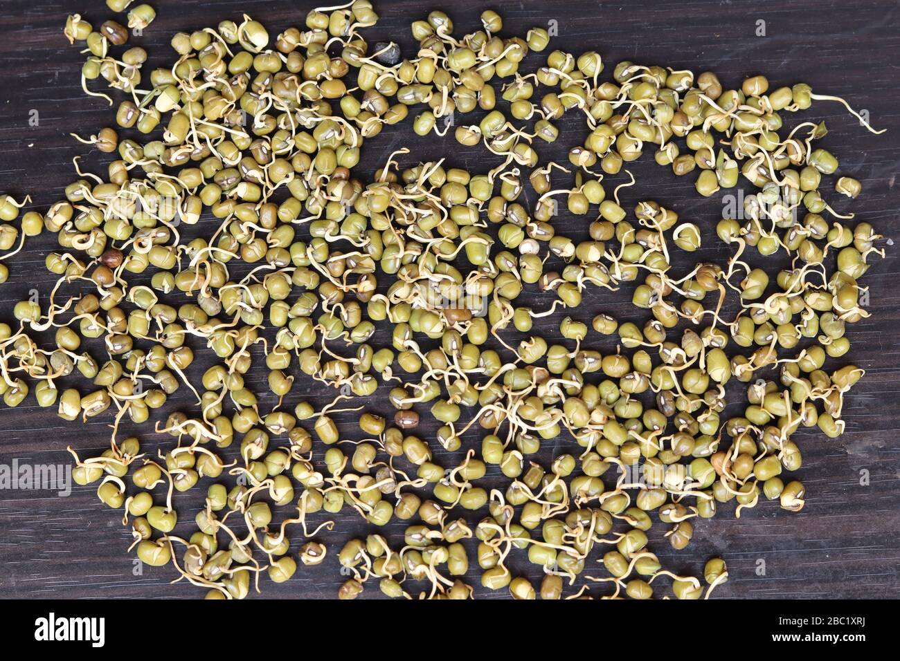 Fresh germinated green gram beans in white background Stock Photo - Alamy