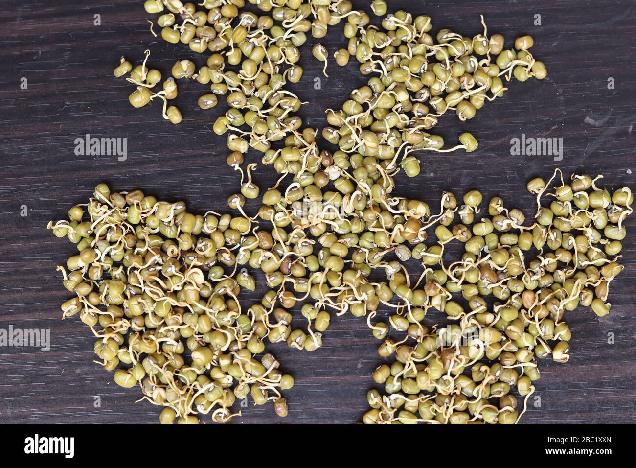 Fresh germinated green gram beans in white background Stock Photo - Alamy