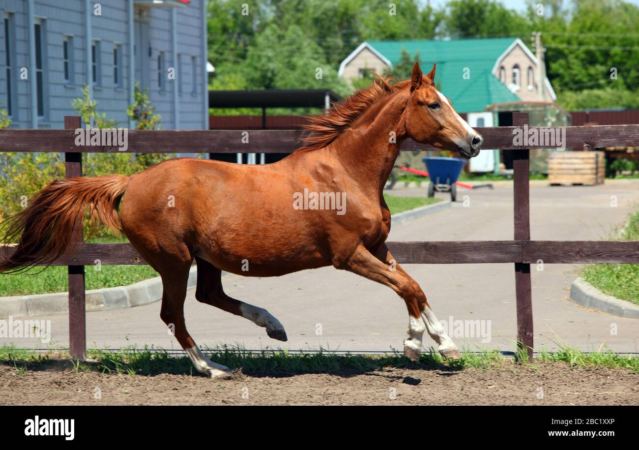 Thoroughbred horse stallion runs through ranch paddock Stock Photo - Alamy