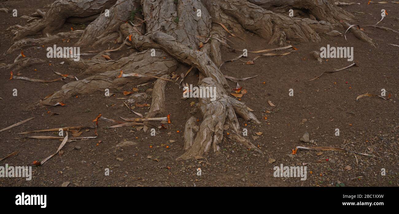 Plant roots texture hi-res stock photography and images - Alamy