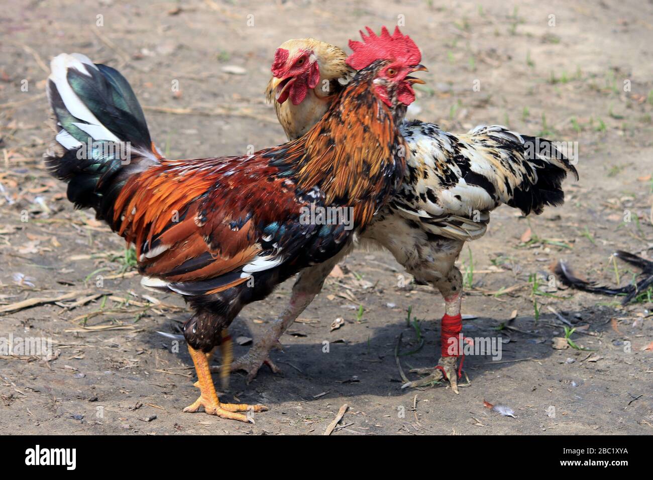 Rooster flapping wings hi-res stock photography and images - Alamy