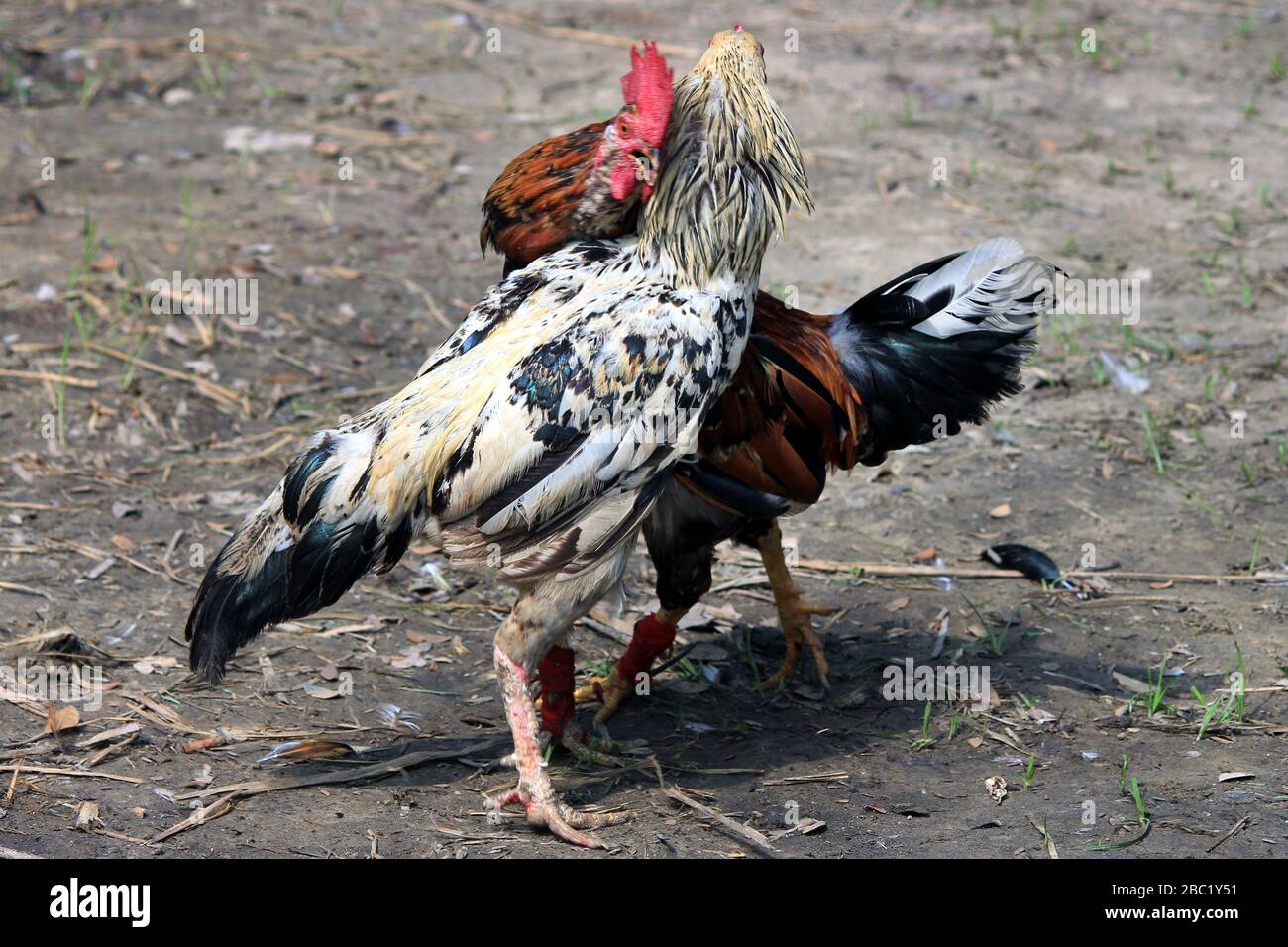 Rooster flapping wings hi-res stock photography and images - Alamy