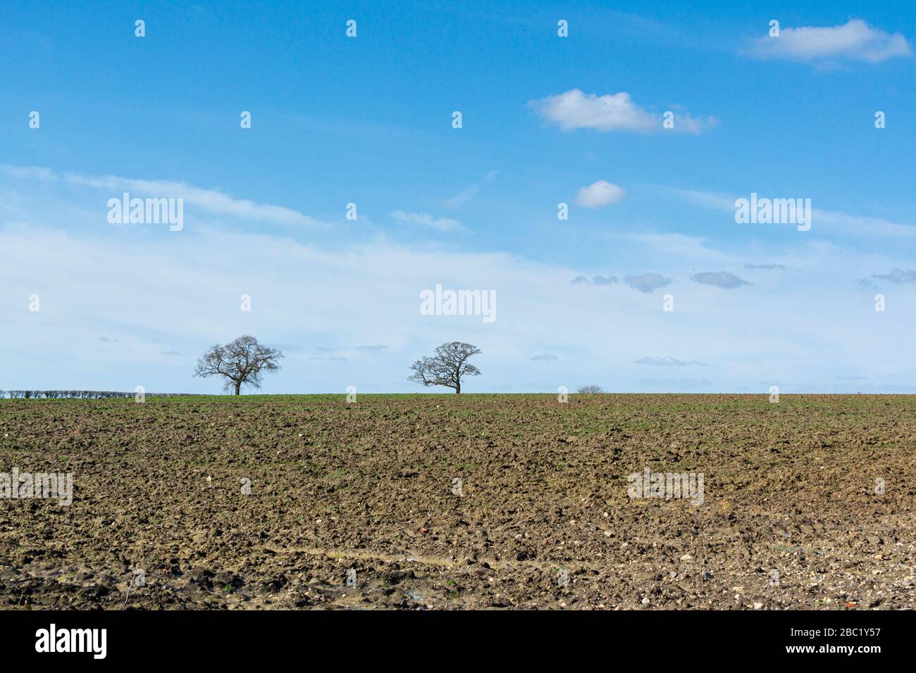 Two trees on the horizon at the edge of a ploughed field Stock Photo ...