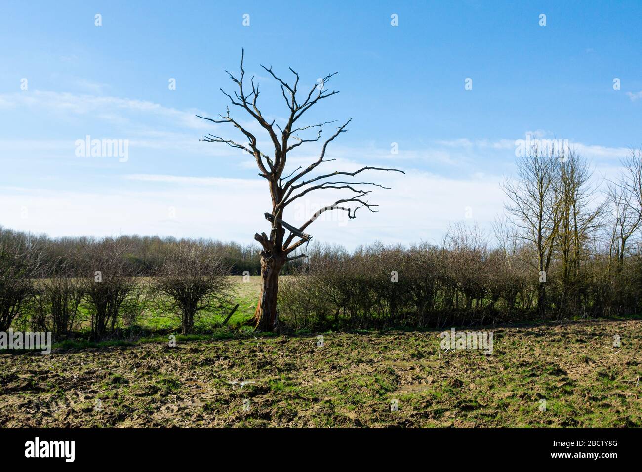Dividing plants spring uk hi-res stock photography and images - Alamy
