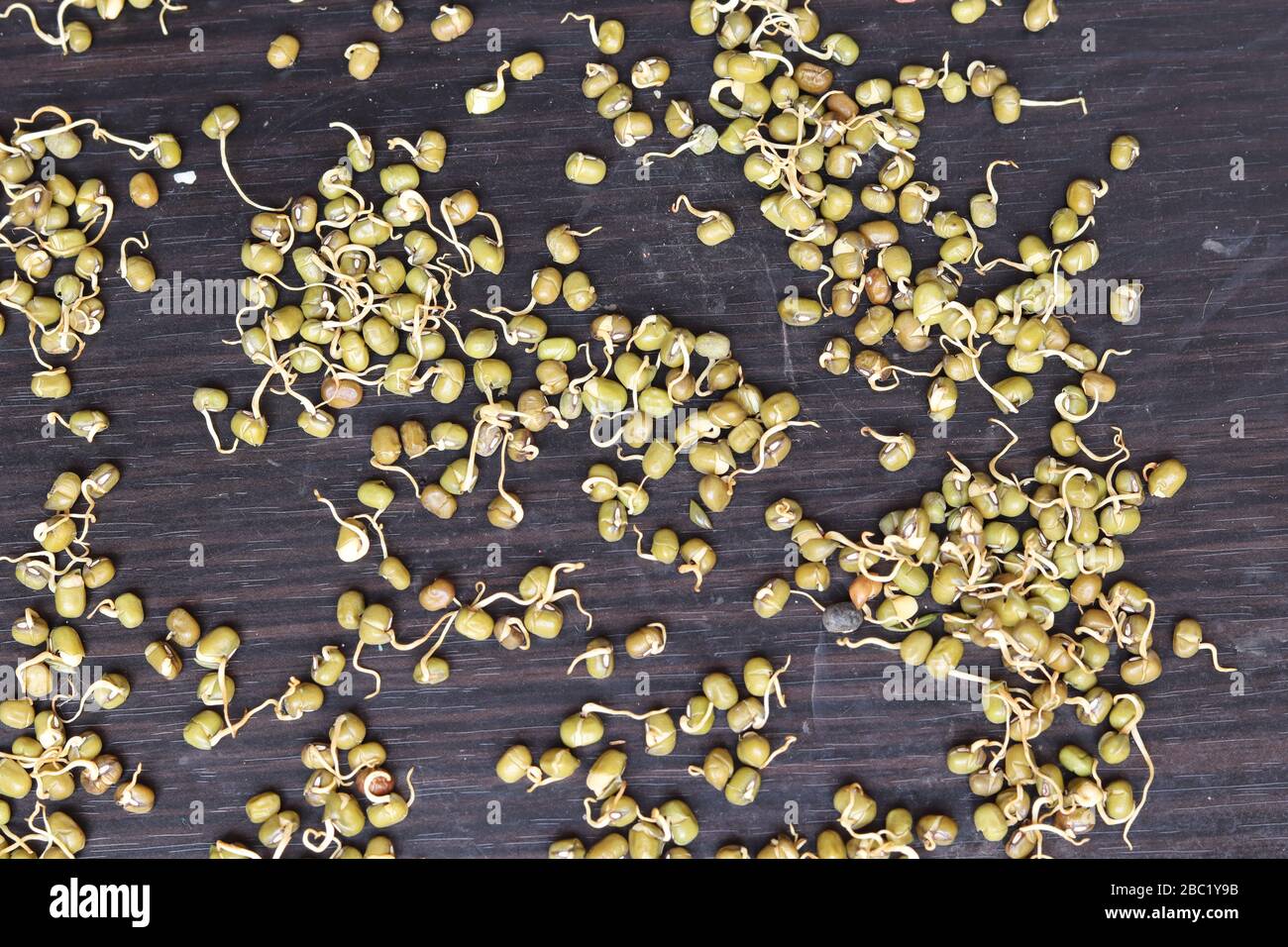 Fresh germinated green gram beans in white background Stock Photo - Alamy