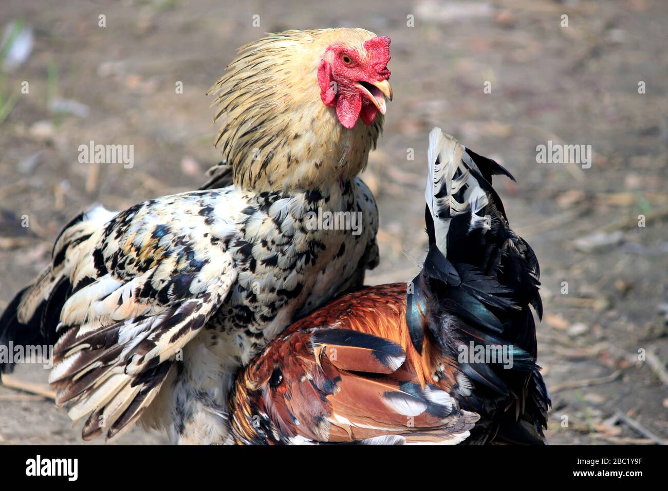 Rooster flapping wings hi-res stock photography and images - Alamy